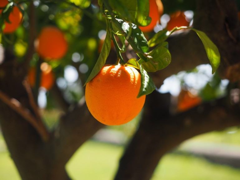 Inteligência artificial permite contar laranjas antes da colheita