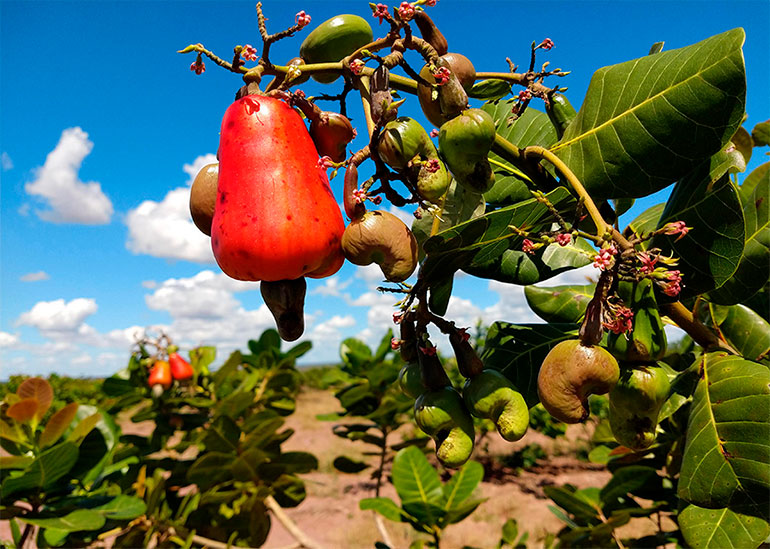 Cajueiro-anão transforma a vida de produtores no Rio Grande do Norte